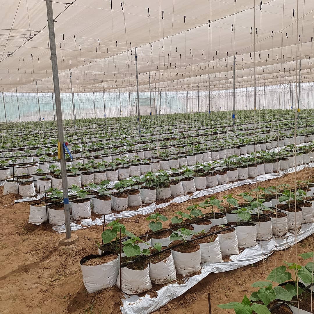 Roots Agro